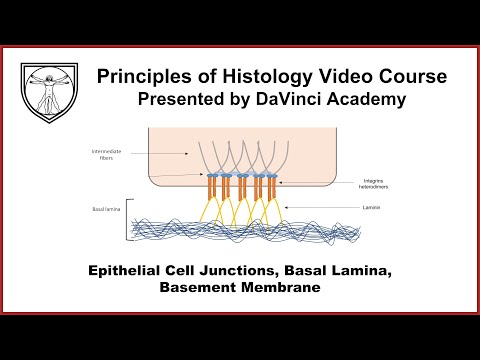 Epithelial Cell Junctions, Basal Lamina, Basement Membrane [Epithelium 2 of 7]