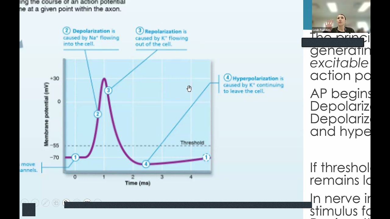 A&P I Lecture Exam 4 Review