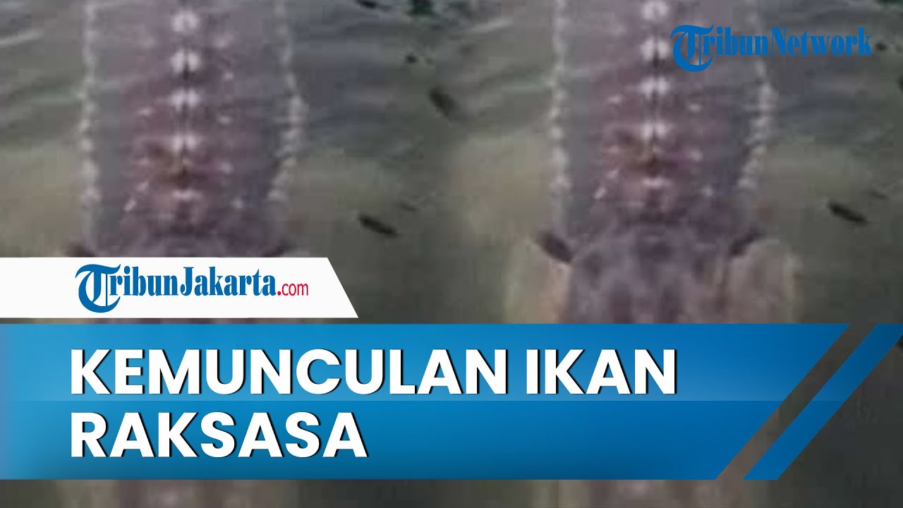 Viral Kemunculan Ikan Raksasa Bikin Heboh Warga di Ranu Pakis Lumajang ...