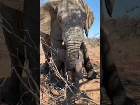 Albino Baby Elephant, Khanyisa’s Elephant-Shaped Umbrella