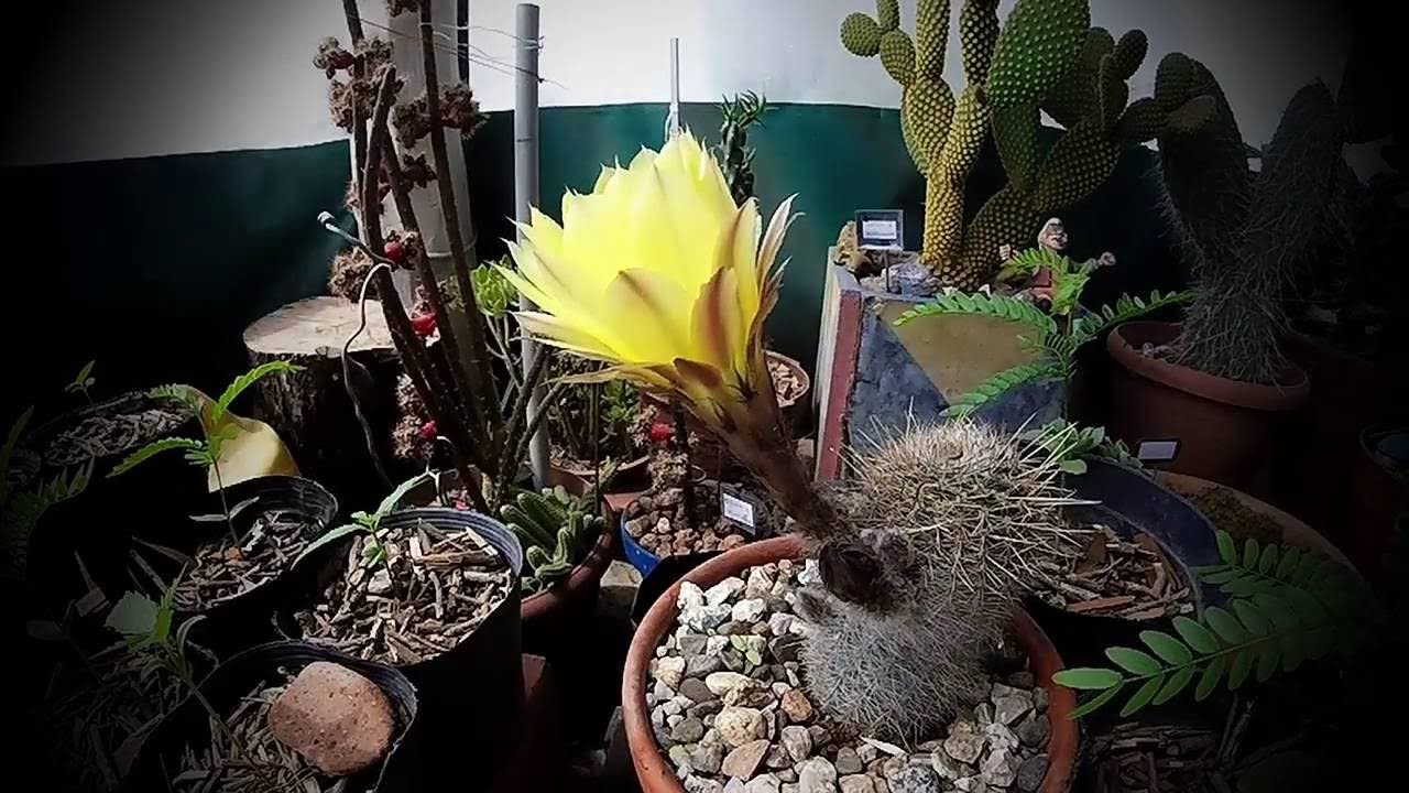 Flor de Cactus abriendo! Timelapse.