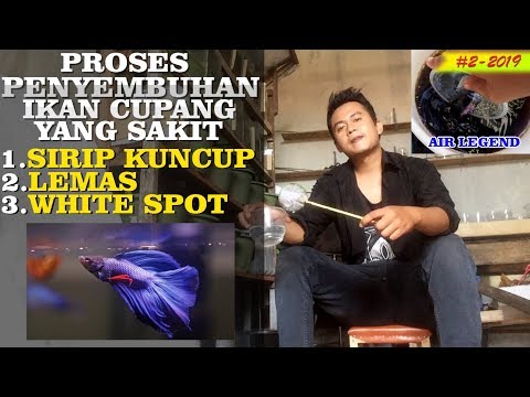Cara mengobati ikan cupang yang sakit, tanpa bahan kimia