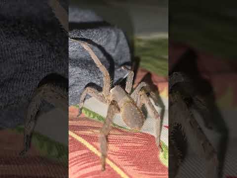DEADLY SPIDER IN MY BED! (Wandering spider in Colombia)