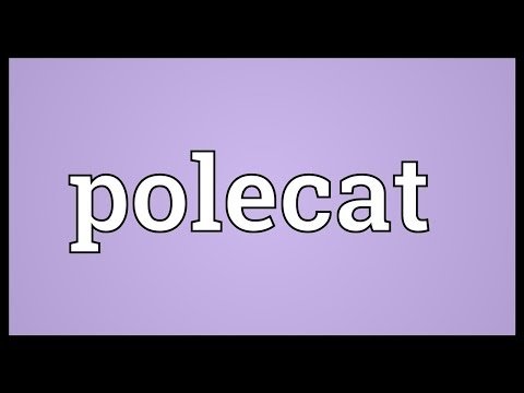Polecat Meaning