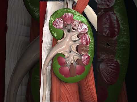 partes del RIÑON #anatomiahumana #órganos #medicina #medico #patologiaclinica