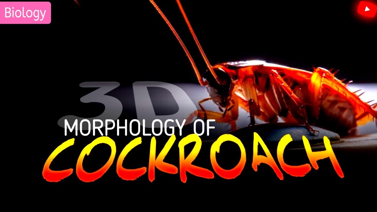 Cockroach Class 11 NEET ANIMATION || 3D ANIMATION ||@LearnWith3DANIMATION49 
