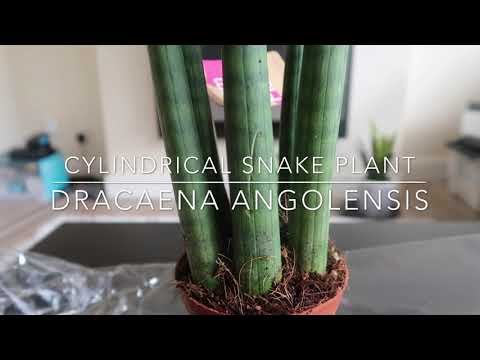Cylindrical Snake Plant