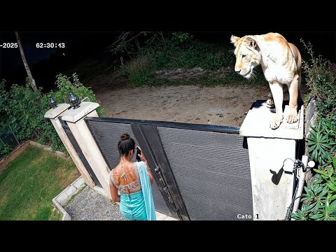 Wild Animals Invade Cities and Are Caught on Camera
