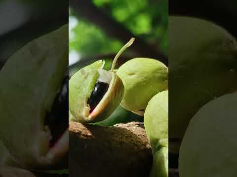 Tamarind tree fruit / Indian / Tamarind tree / Colors way