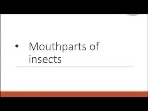 Mouthparts of insects