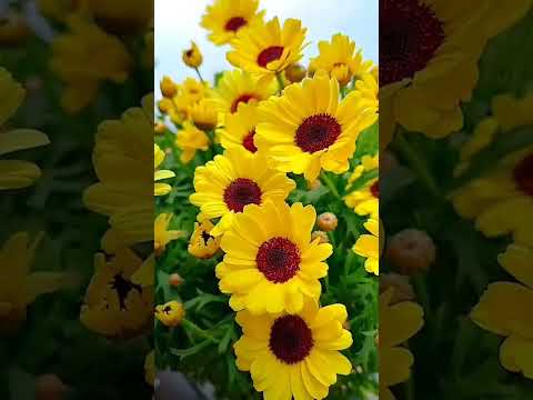 who love yellow flowers #flowers #yellow #youtubeshorts