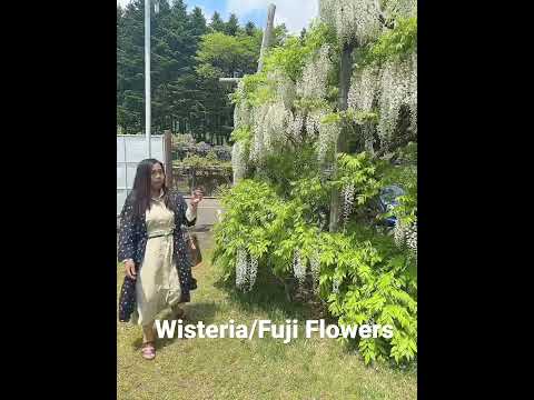 Wisteria/Fuji Flowers #japan #flowers #shorts #adventure #springflowers