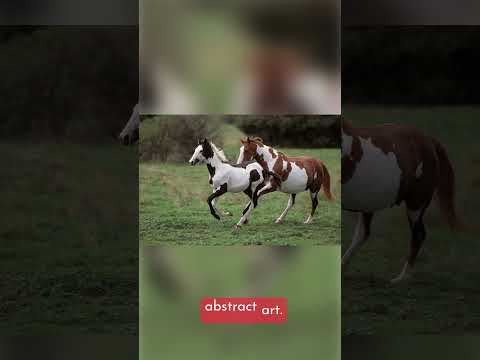 What is a paint horse? #horse #equestrian #animals