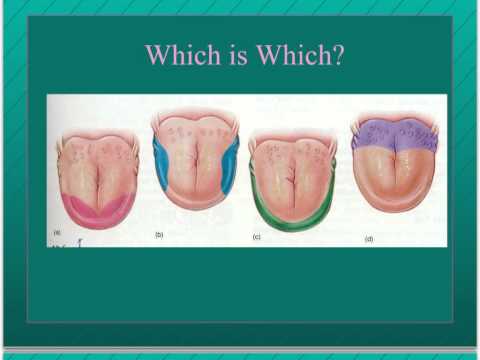 Taste sensation lecture