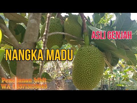 NANGKA MADU BENAR GENJAH CEPAT BERBUAH