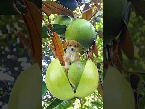 Star apple fruit and the cute puppy