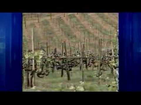Wine And Weather, Part I: KCRA 3 Follows Wine-Grape Season