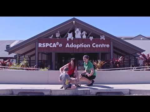 Happy Tales start when you choose to adopt