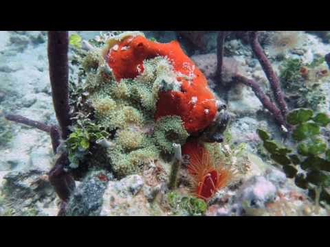 Why study sea anemones?