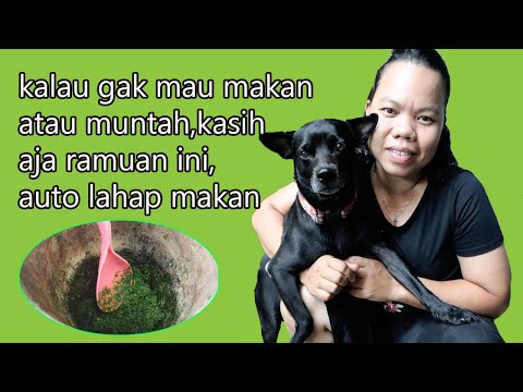 Anjingku tidak Napsu Makan setelah Muntah||ini Solusinya