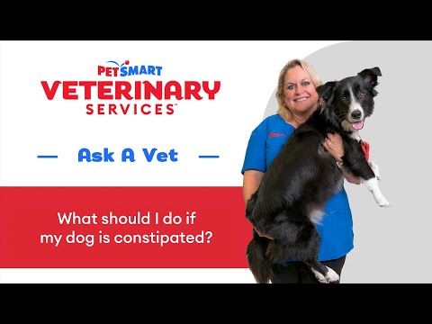 Dog Constipation: Signs, Remedies, and When to See a Vet #DogConstipation #PetSmartVet #PetCare