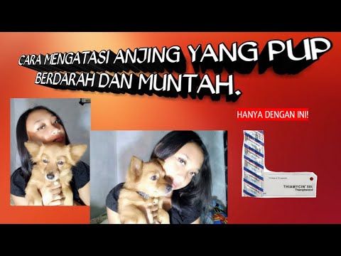 CARA MENGATASI SAKIT PERUT PADA ANJING / PUP BERDARAH