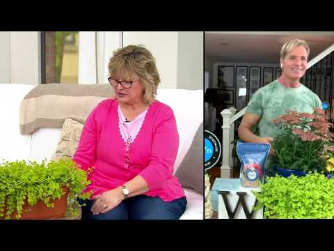 Phillip Watson Designs 6-Piece Creeping Jenny Live Plants on QVC