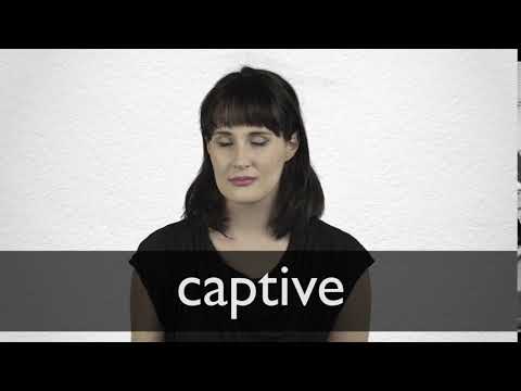 CAPTIVE——含义、同义词和翻译| 柯林斯英语词典资源