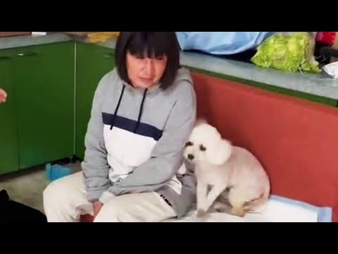 Bichon Frise Fears of Being Abandoned Again, Hides and Refuses to be Adopted #Dog #rescue