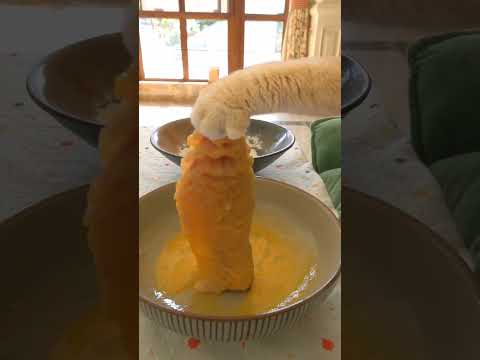 You've never seen it! A new way for cats to eat fish. #exlittlebeans #funnymoments