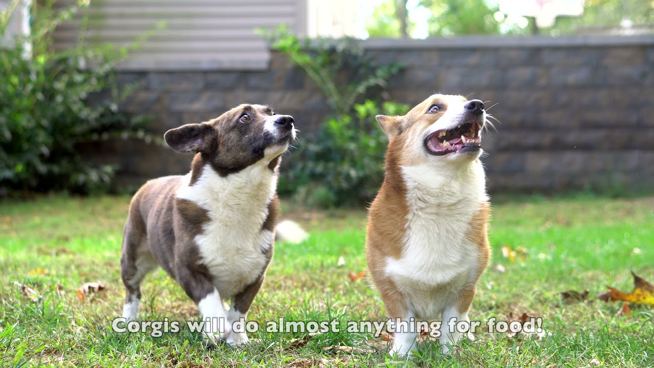 7 Things You Should Know Before Getting A Corgi