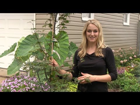 Planting a Bloodgood Japanese Maple