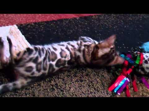 Bengals Playing!