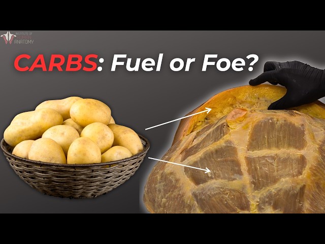 Understanding Carbohydrates: The Science Behind Fat and Fuel | Galaxy ...