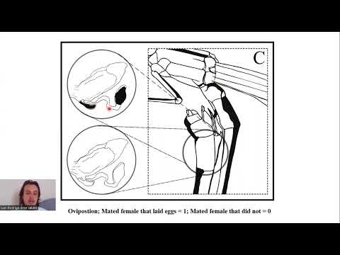 Evolution 2023: Testing the predictions of reinforcement: long-term... - Luis Rodrigo Arces-Valdes