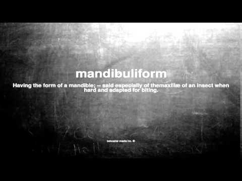 What does mandibuliform mean