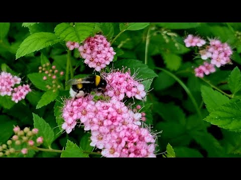 The Ultra Fine Beauty of The Pink Flowers | Calming Melody For A Deep Thought
