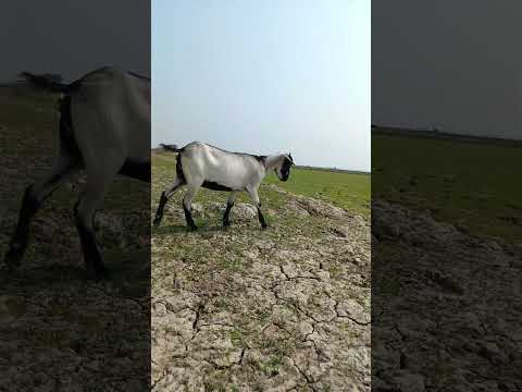 2626.white goat