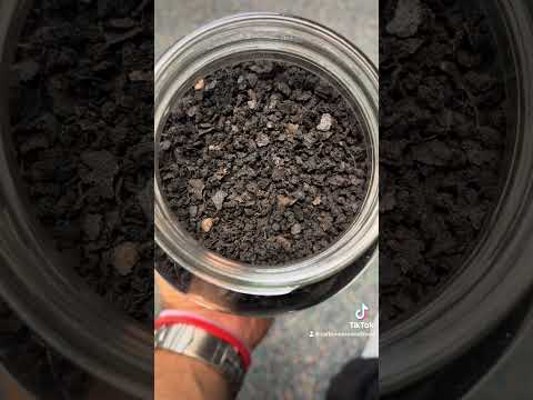 Black walnut hulls benefits #youtube #subscribe #food #health
