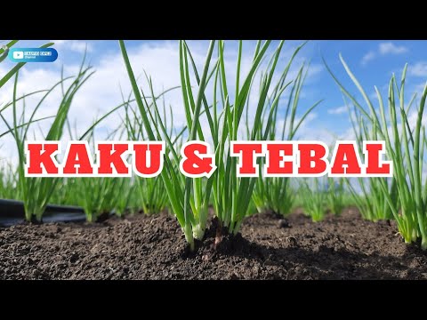 CARA MEMBESARKAN DAN MENEBALKAN DAUN BAWANG MERAH