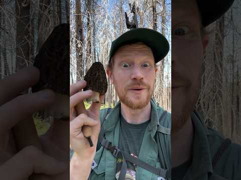 Tips for finding burn morels in California (Morchella)