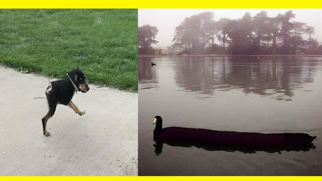 30 Animal Panorama Fails That Are So Bad They’re Good