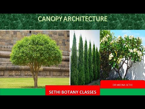 CANOPY ARCHITECTURE