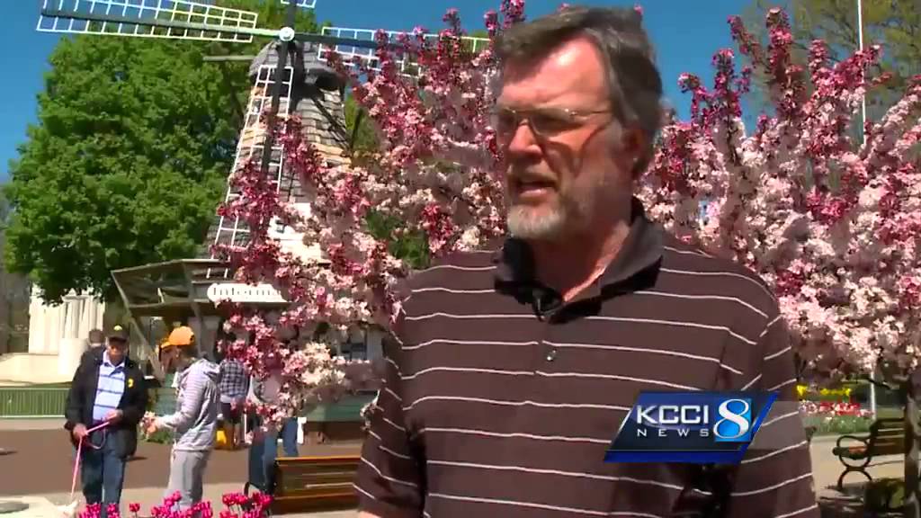 Pella tulips are in early bloom