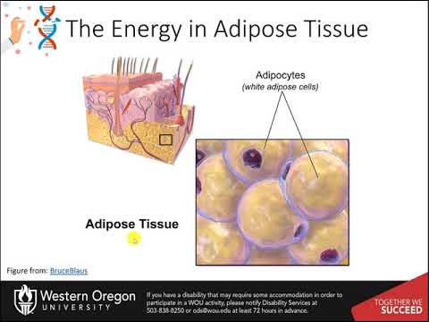Lipids part 7 of 12: Adipose Tissue and Transportation