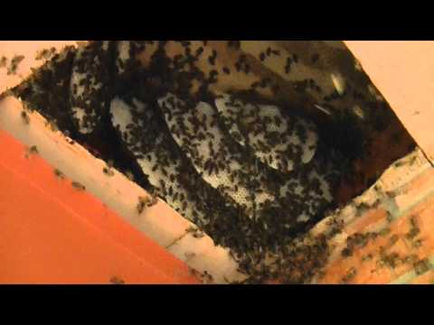 bee relocation- mean bees