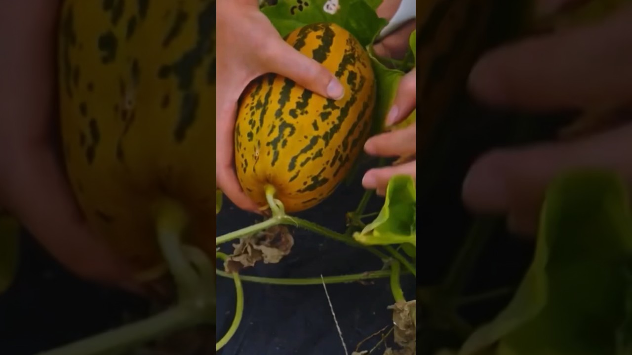 Harvesting golden honeydew melon #garden