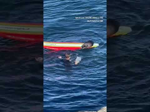 Sea otter steals surfboard in California