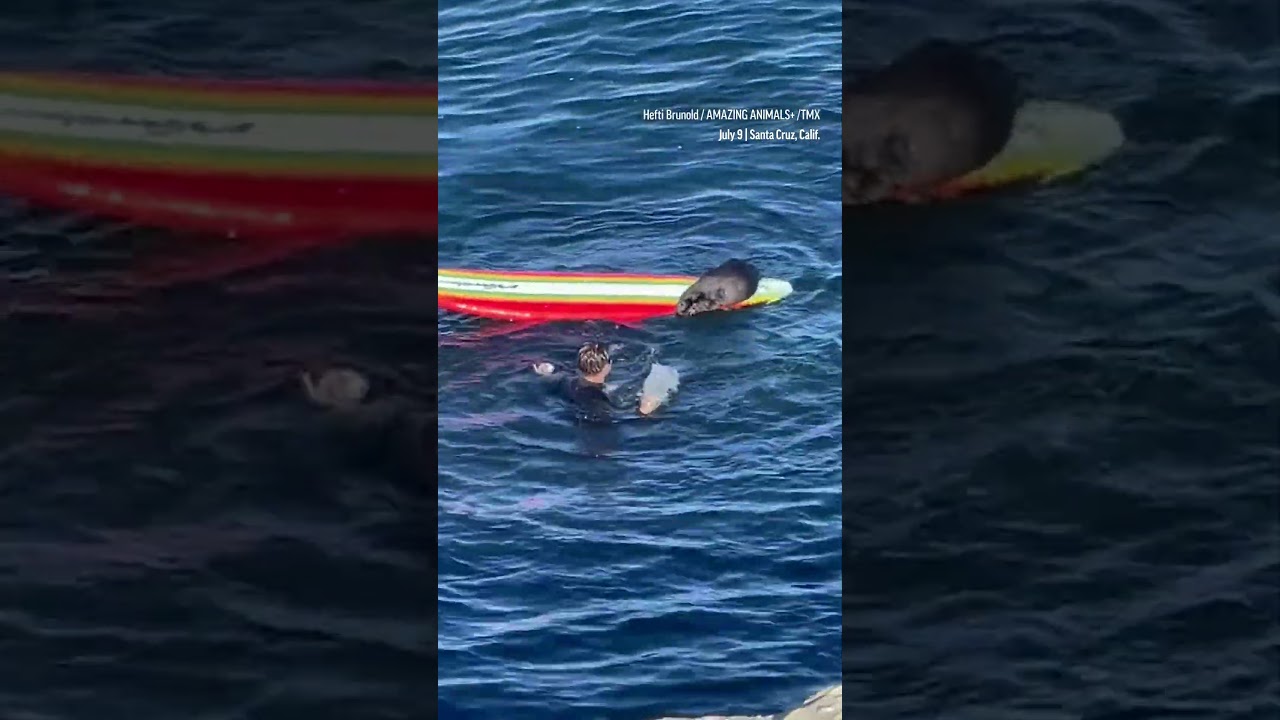 Sea otter steals surfboard in California