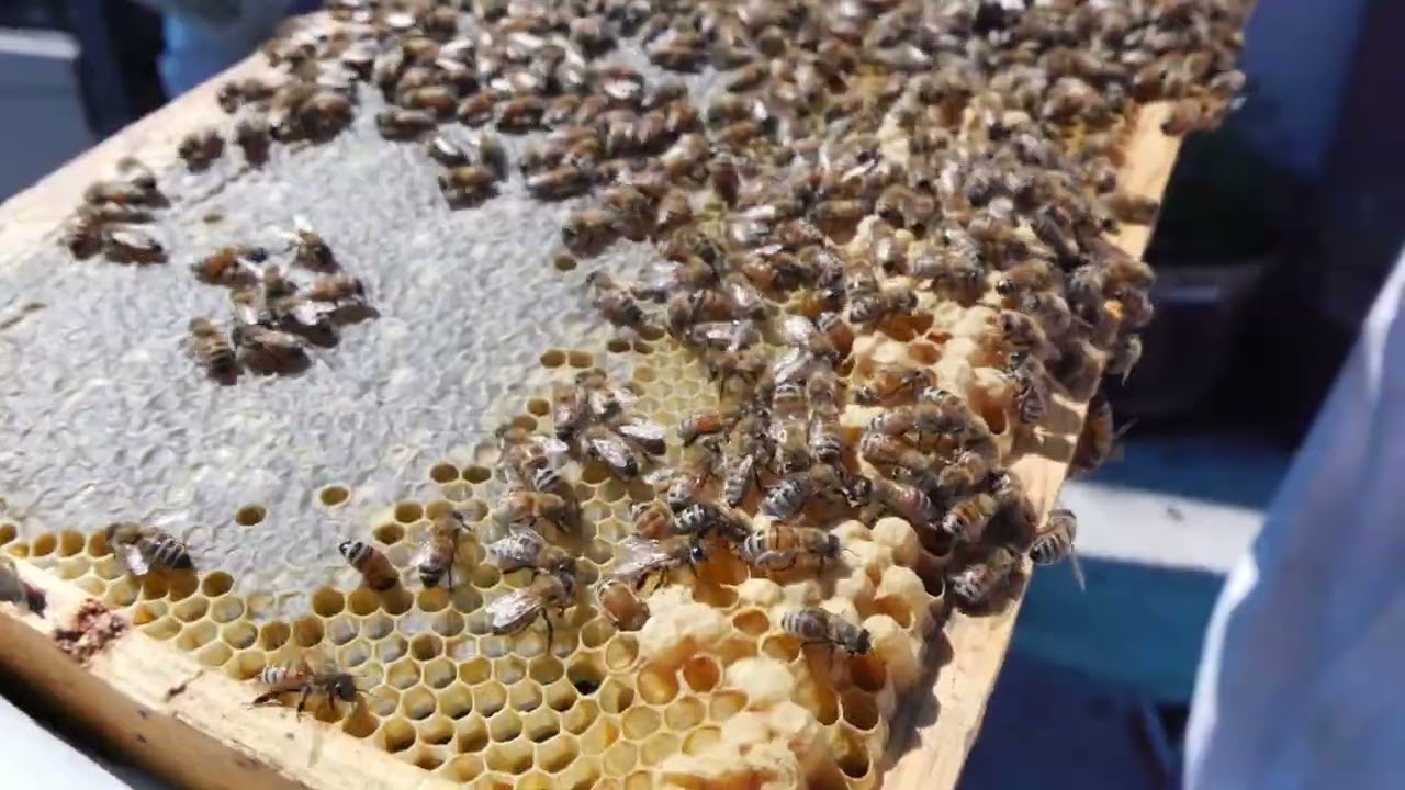 Hive in Bloom Teaser | MEDIA 351